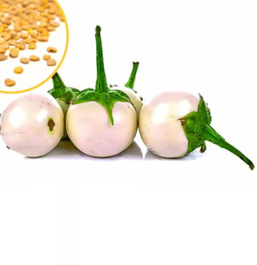 CEZIUS Sow and Grow White Eggplant seeds, Vietnamese-a15W Seed Price in ...