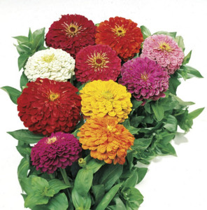 UGRA Mix Zinnia Seeds Seed Price in India - Buy UGRA Mix Zinnia Seeds ...
