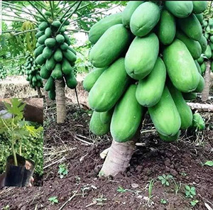 STOKIYA STOKIYA gayllord pusa nanha/dwarf papaya f1 hybrid variety seed ...