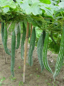 TRICONE High Yield Hybrid Rare Long Snake Gourd Vegetable 25 Seeds AZ26 ...