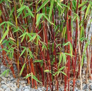 BDSresolve Red bamboo seeds for garden PACK OF 131 Seed Price in India ...