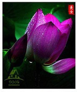 VibeX PAU-62 - Bowl Lotus (Water Lily Flower ) - (90 Seeds) Seed Price ...