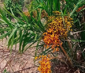 Pioneer Natural Phoenix acaulis, Stemless Date Palm, Trunkless Date ...