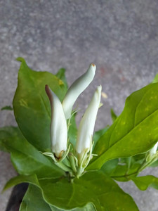 ASPEN Ramar Banam Malli Chedi / Ramar Banam Malli Plant | Not a Seed ...