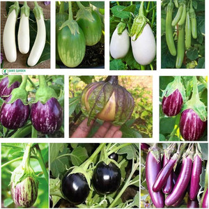ibains F1 hybrid brinjal seeds Seed Price in India - Buy ibains F1 ...
