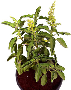 Aywal Natural Tulsi Holy Plant Seed Indian Tulsi Plants Seed Price in ...
