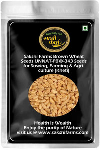 Sakshi Farms Brown Wheat Seeds, PBW 343 for Sowing, Farming ...