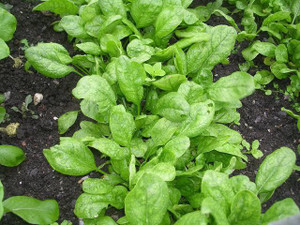 Dharma Spinach, Palak, Palong Seed Price in India - Buy Dharma Spinach ...