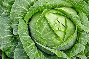WILLVINE VNR -XI Bajrang F1 Hybrid Cabbage Seeds [1g] Seed Price in ...