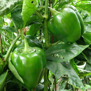 Arshiayat Shimla Mirch, Capsicum, Chilli, Sweet Paper Seed Price in ...