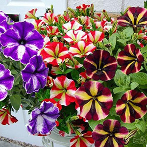 KANAYA Petunia Star Mixed Seeds For Home Garden Seed Price in India ...