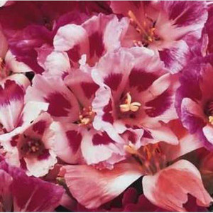 JRYU Clarkia Elegance Double mixed flower Seed Price in India - Buy ...