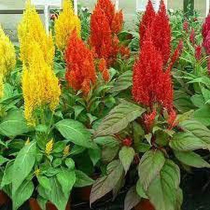 KANAYA Celosia Plumosa Mixed Flower Seeds For Home Gardening Seed Price ...