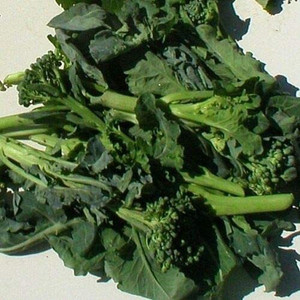 CYBEXIS Seeds of Vegetable Broccoli Raab Cima di Rapa2000 Seeds Seed ...