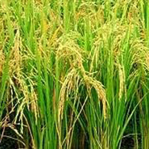 naturehils Rice Paddy Seeds, Miniket Paddy For Puja, Germination Paddy ...