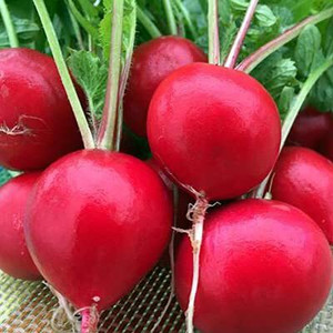 Lorvox Red Gol Radish (Mooli Ke Beej) Seed Price in India - Buy Lorvox ...