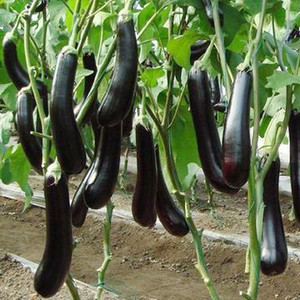 naturehils Brinjal Seed, BR-300 Organic Muktakeshi Brinjal , Black ...