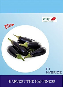 VibeX GUA-49 - WILLY brinjal f1 hybrid vegetable - (150 Seeds) Seed ...