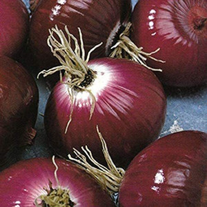 VibeX ® VMR-680 Italian Red Round Onion Seeds Seed Price in India - Buy ...