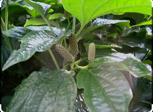 SHYAM All Season Spicy Home Garden Outdoor Live Indian Desi Chui Jaal ...