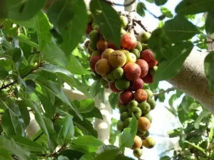 Chalisa Fig, Anjeer Seed Price in India - Buy Chalisa Fig, Anjeer Seed ...