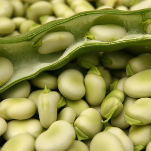 Quentova Broad Bean Fava Bakla Seed Price in India - Buy Quentova Broad ...