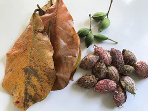 VibeX ® VLR-53 Terminalia catappa Tropical Almond Seed Price in India ...