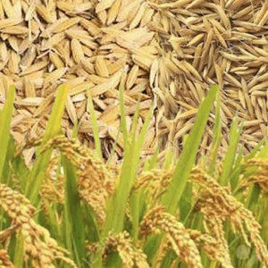 naturehils Rice Paddy Seeds, Miniket Paddy For Puja, Germination Paddy ...