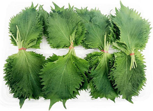 WILLVINE XLR-12 Japanese Ohba Ao Shiso(Perilla) Seed Price in India ...