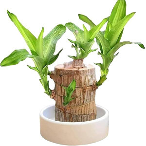 ibains brazilian lucky wood tree plant Seed Price in India - Buy ibains ...