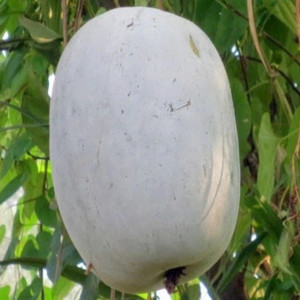 Haritkarni F1 ASH GOURD MITHAI PETHA 30 SEED, For kitchen gardening ...