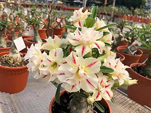 JRYU Adenium Obesum Mix Color Flower Seed Price in India - Buy JRYU ...