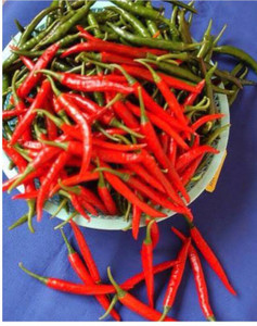 greenfarm NXC- Chilli Seeds / Mirchi Seeds / Organic, 240 X Seeds ...