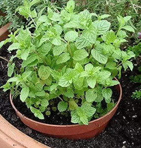 Aro Mint, Pudina Seed Price in India - Buy Aro Mint, Pudina Seed online ...