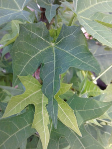 Qualtivate RES-9A The Mayan Spinach Tree Seed Price in India - Buy ...