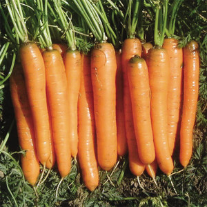 VibeX ATS-84 - Yaya F1 Carrot Orange - (750 Seeds) Seed Price in India ...