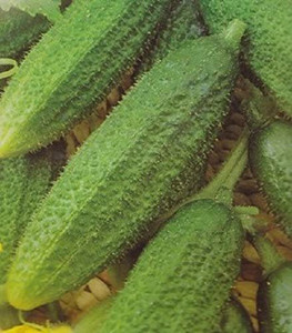 Cybexis F1 Hybrid Gherkin Cucumber Seeds HOKUS 2000 Seeds Seed Price in ...