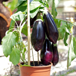 GARDENING CROP Purple Brinjal Seeds, Begun Seeds, Bengan Seeds, All ...