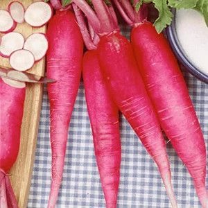 MAA Radish Red, Muli Seed Price in India - Buy MAA Radish Red, Muli ...