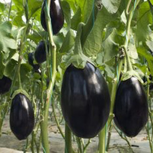 naturehils Brinjal Seed, BR-300 Organic Muktakeshi Brinjal , Black ...