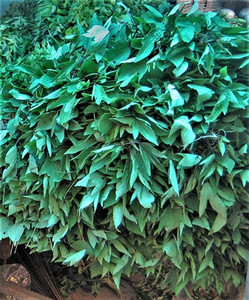 Chalisa Agencies Ambada Green, Gongura, Roselle Seed Price in India ...