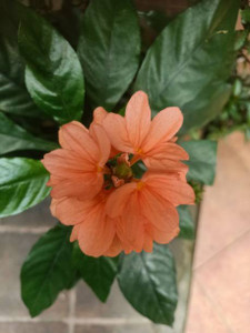 voorkoms kanakambaram-firecracker-crossandra Seed Price in India - Buy ...