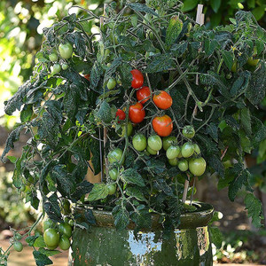 CYBEXIS Hardy Rare Tomato Seed Cold tolerant1000 Seeds Seed Price in ...