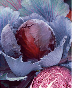 CYBEXIS Red Express Cabbage-250 Seeds Seed Price in India - Buy CYBEXIS ...