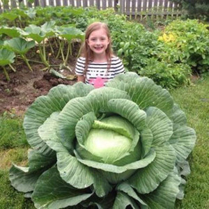 CYBEXIS Rare Giant Russian Cabbage Seeds Edible Healthy Vegetable ...