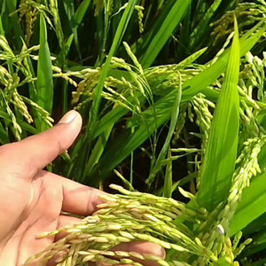 SeeGreen Rice Paddy Seeds, Miniket Paddy For Puja, Germination Paddy ...