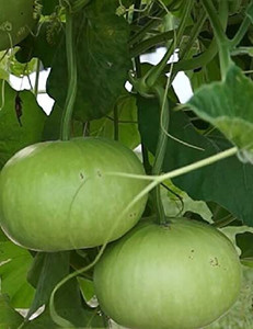KANAYA LAW/LOWKI Round Bottle Gourd Lauki/Lau/Clabash Seed Price in ...