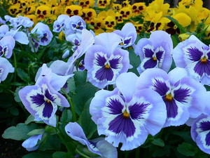 BDSresolve Penji flower seeds/Pansy flower seeds 20 Seed Price in India ...