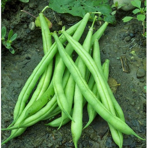 naturehils Gwar Fali/Cluster Beans/Beans Seed Seed Price in India - Buy ...