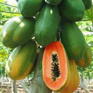 PMA Papaya Seed, F1 Papita Palant Seed, 100% Pure Organic Seed, Papaya ...